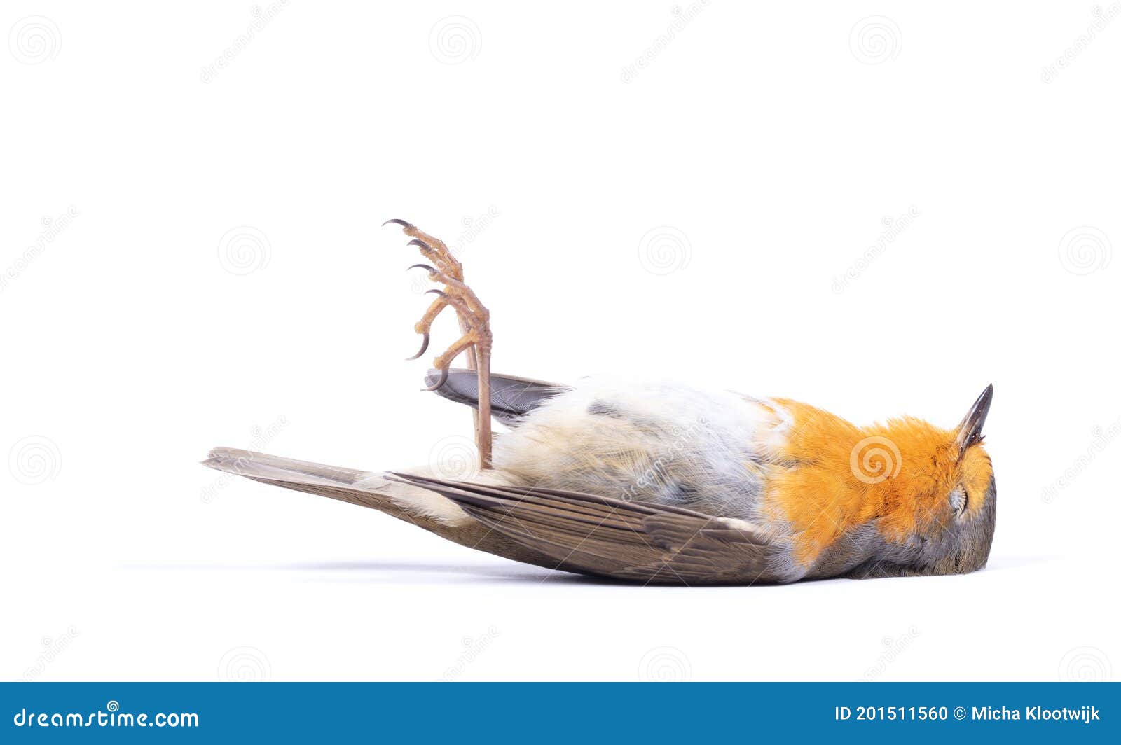 Dead robin red breast bird stock photo. Image of dead - 201511560