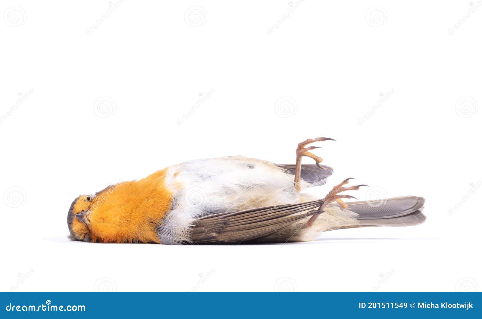 Dead robin red breast bird stock image. Image of branch - 201511549