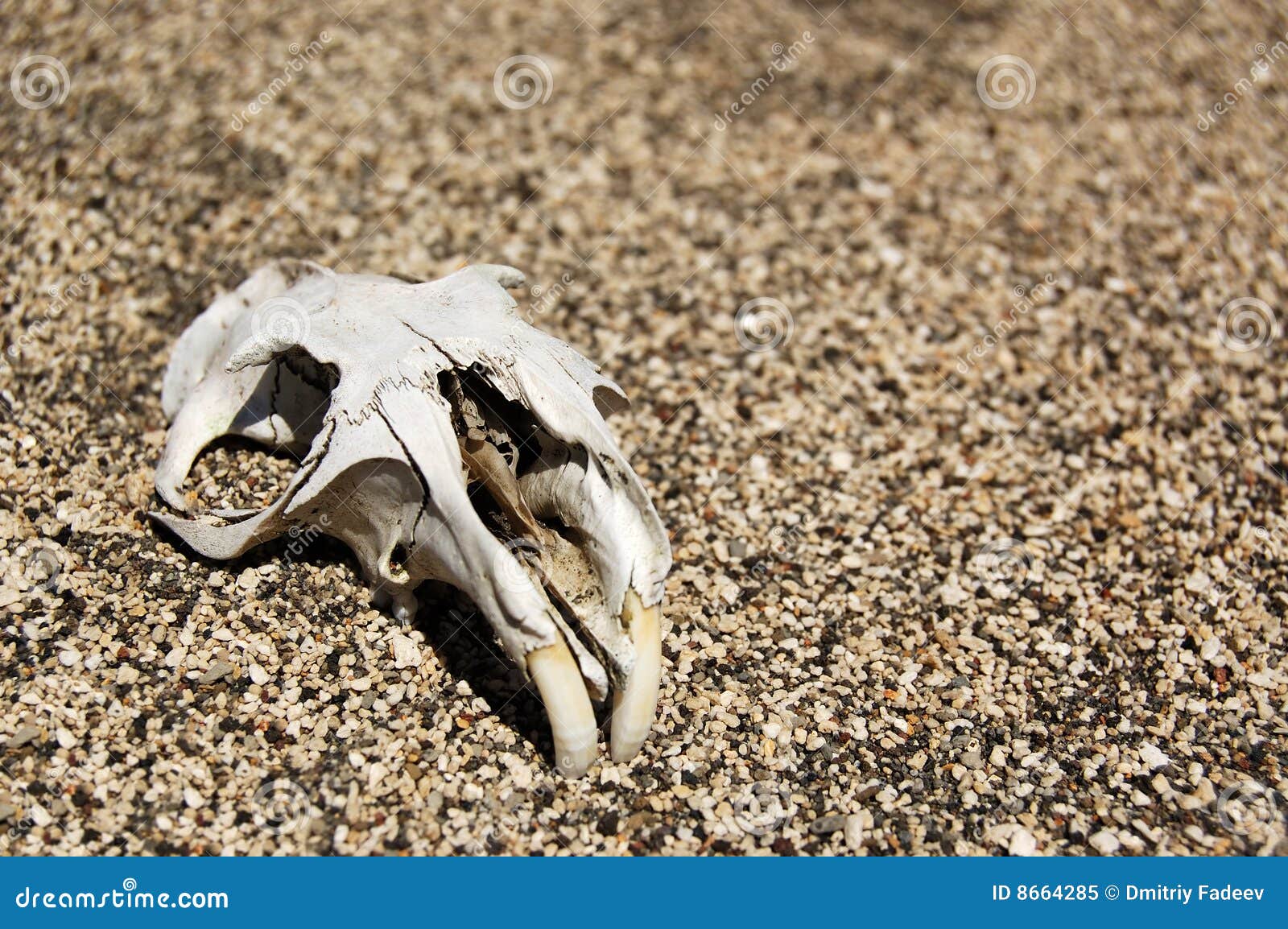 Dead Rodent Picture. Image: 8664285