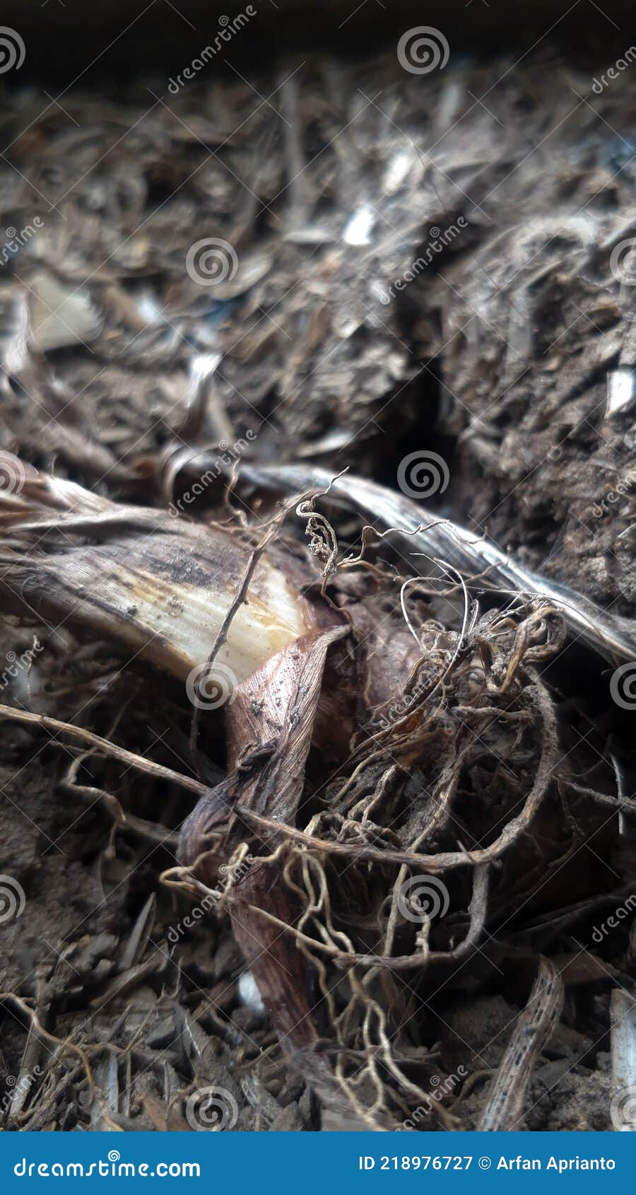 Dead roots of plants stock image. Image of roots, nature - 218976727