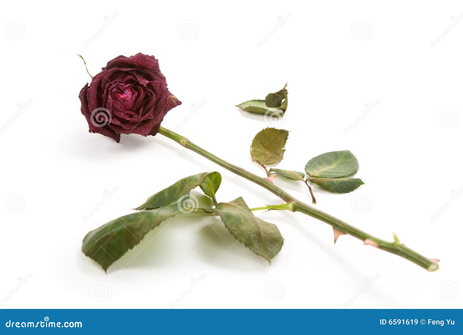 Dead rose stock image. Image of love, dried, leaf, background - 6591619