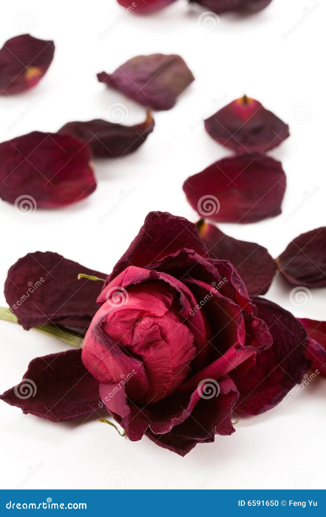 Dead rose stock photo. Image of wilted, close, flower - 6591650