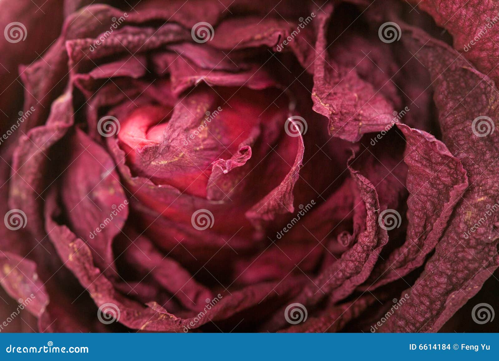 Dead rose stock photo. Image of flower, lost, rose, aging - 6614184