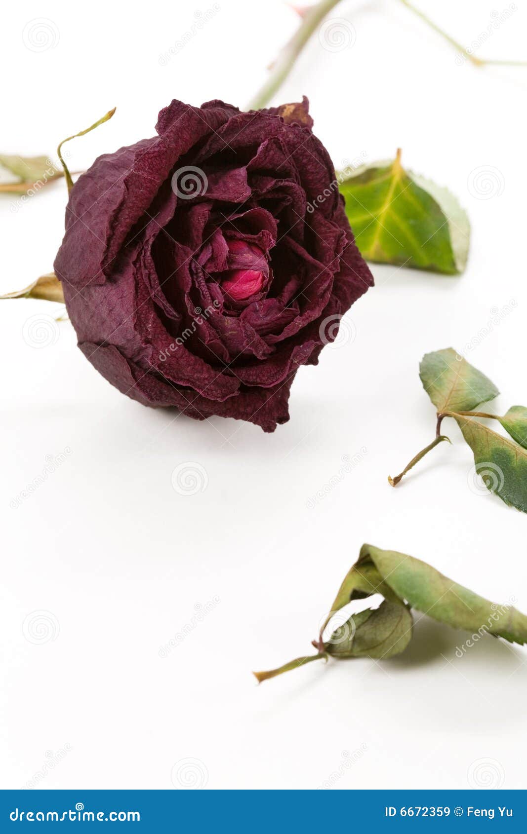 Dead rose stock image. Image of flower, dried, romance - 6672359
