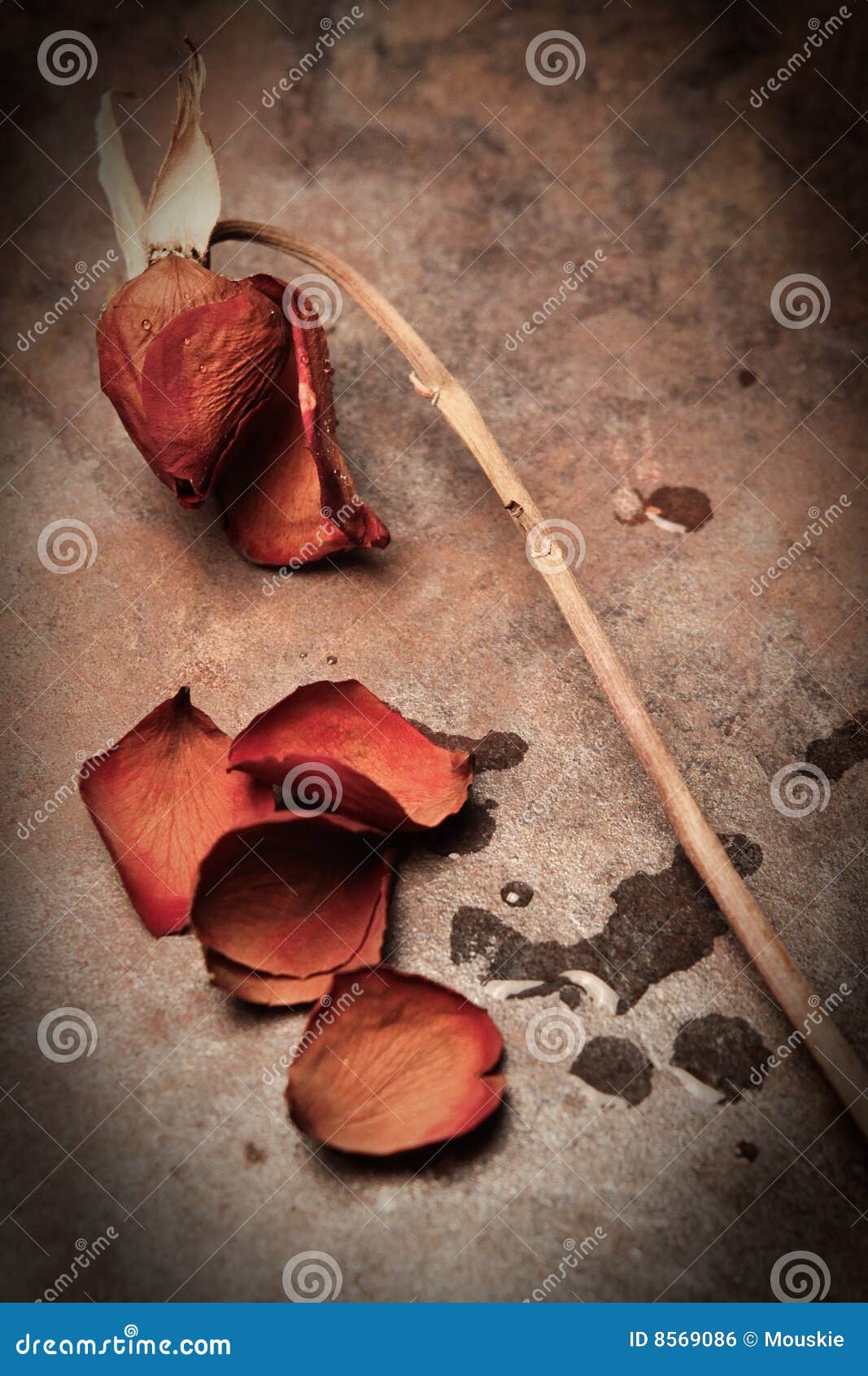 Dead Rose stock photo. Image of dead, drops, background - 8569086