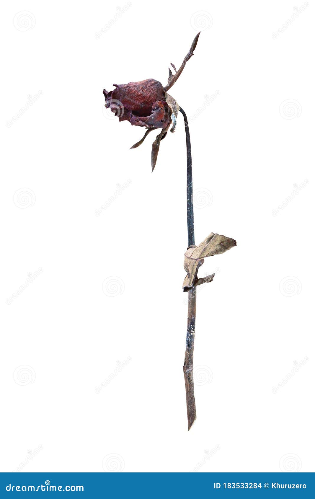 Dead rose stock photo. Image of dead, isolated, rose - 183533284