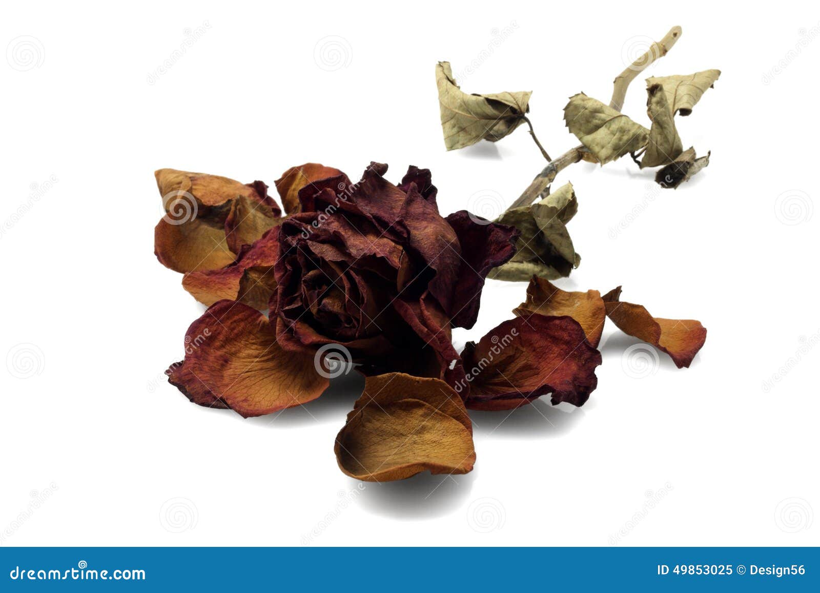 Dead Rose Royalty-Free Stock Photography | CartoonDealer.com #30468377