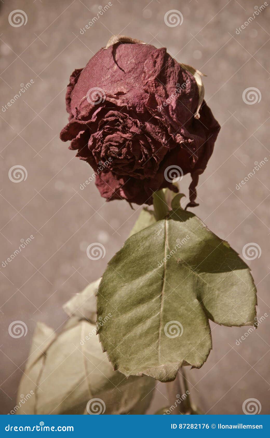 Dead rose stock photo. Image of natural, garden, decorative - 87282176