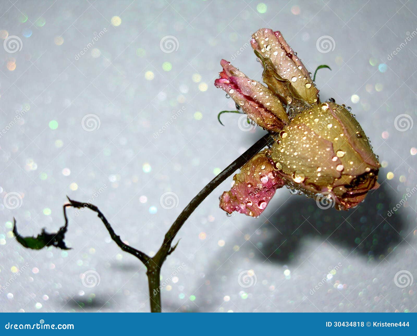 Dead rose stock photo. Image of drops, pink, withered - 30434818