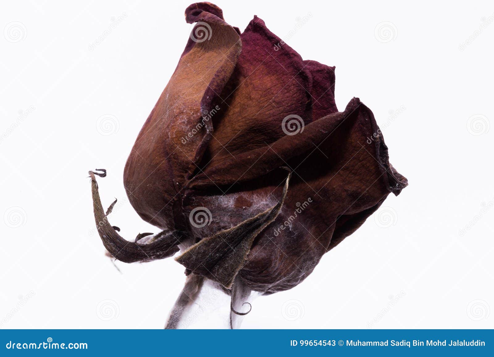 Dead rose flower stock image. Image of isolated, dead - 99654543