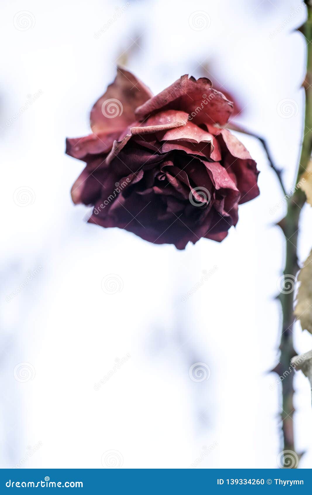 Dead Rose Stock Photography | CartoonDealer.com #37616738