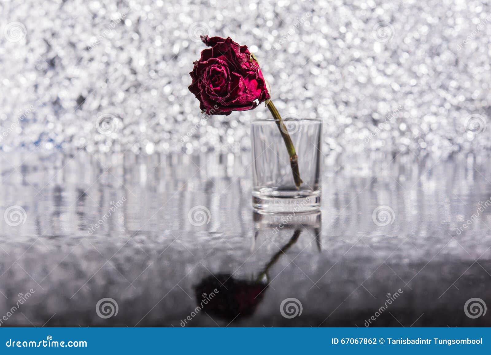 Dead Rose stock photo. Image of background, abstract - 67067862