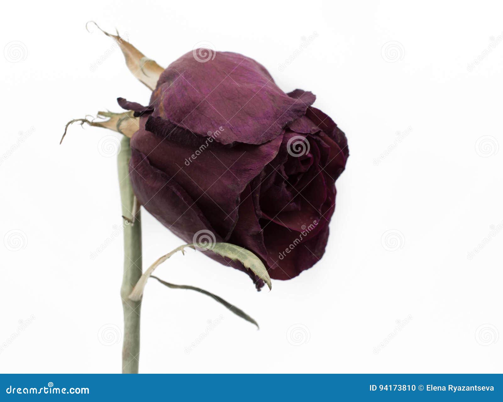 Dead rose stock photo. Image of drops, sadness, flowern - 94173810