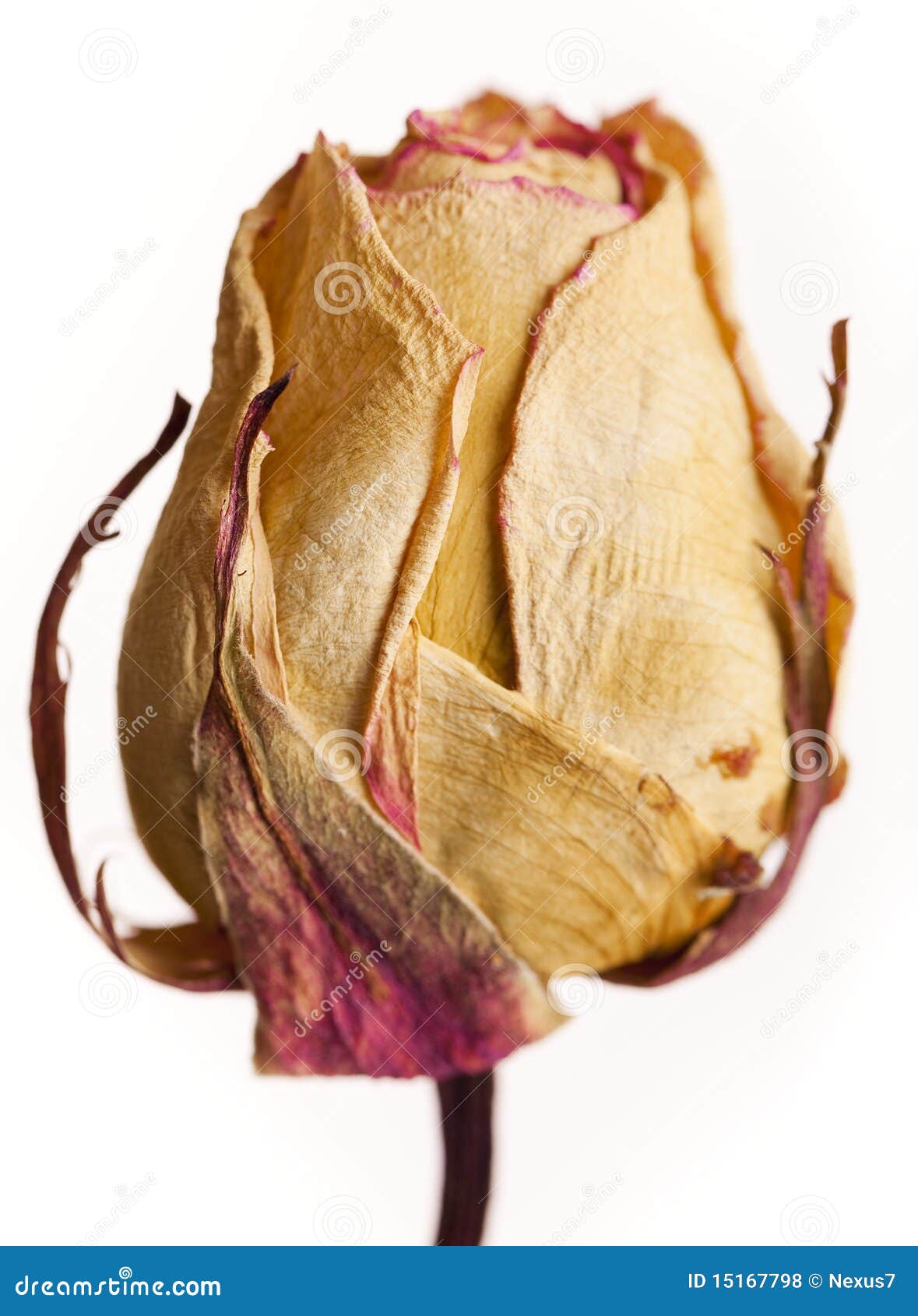 Dead Rose Royalty-Free Stock Photography | CartoonDealer.com #30468377