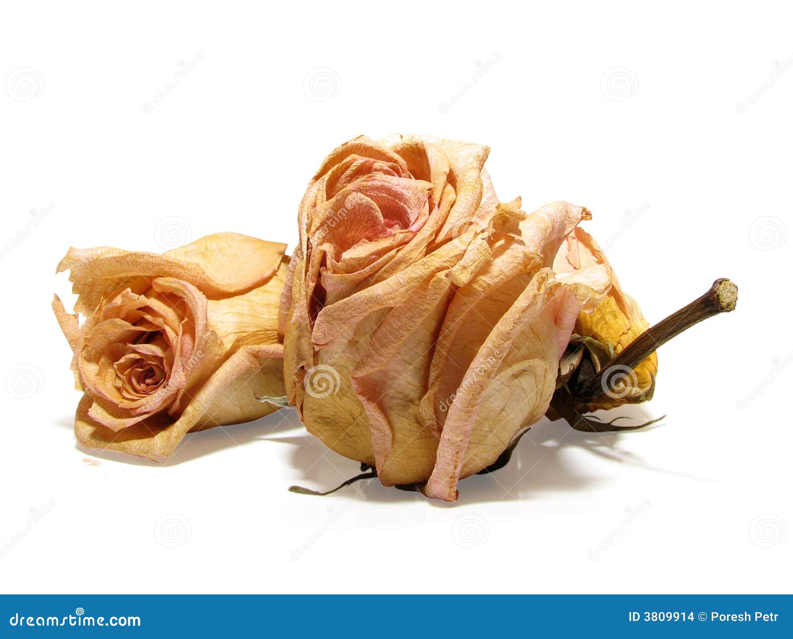 Dead roses 08 stock photo. Image of miss, sharp, rose - 3809914