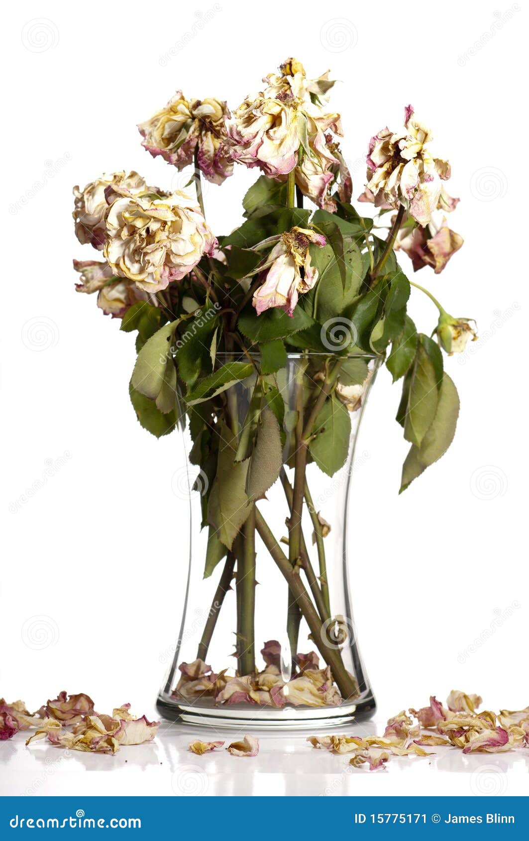 Dead Roses stock image. Image of beautiful, yellow, loss - 15775171