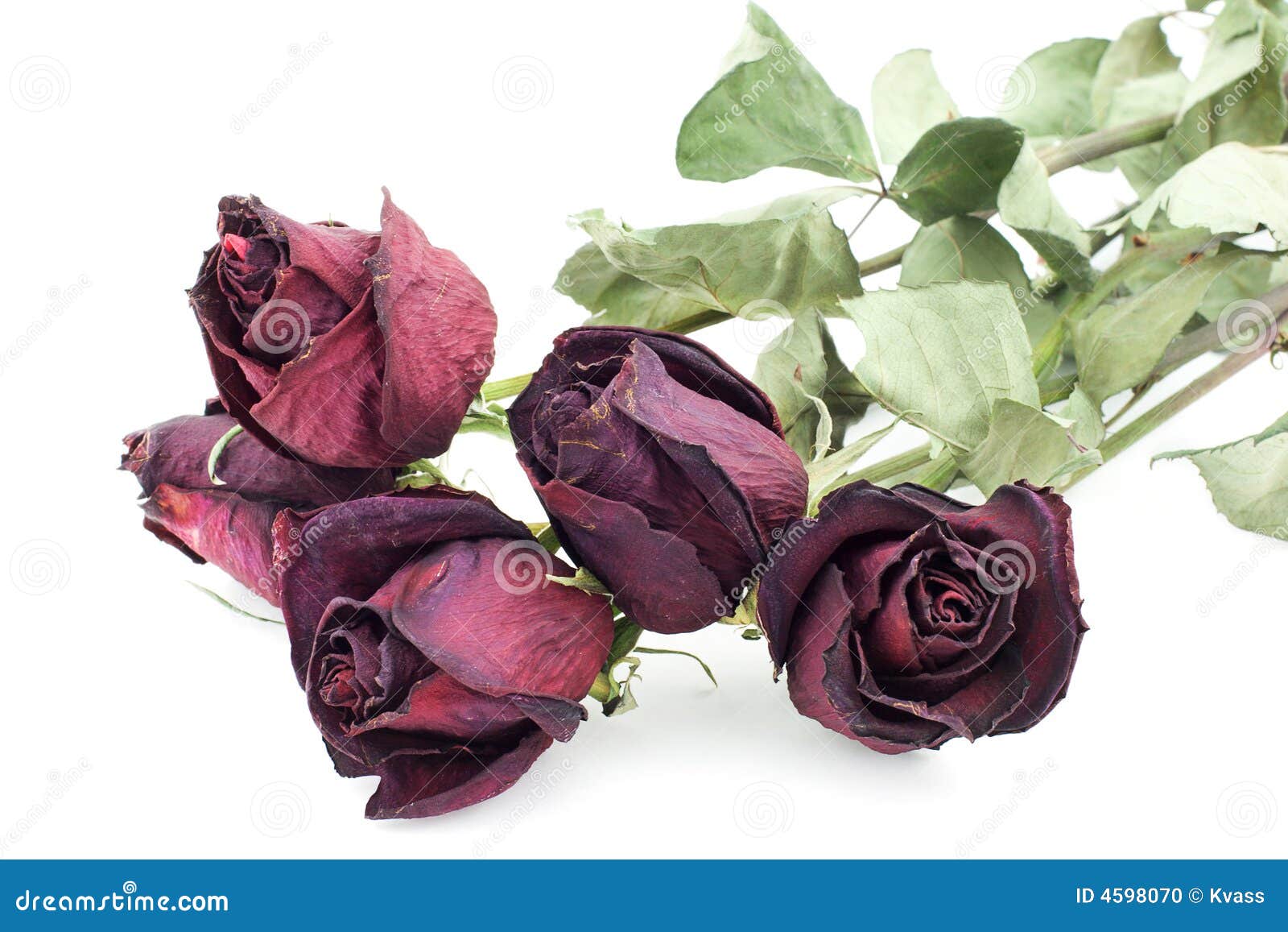 Dead roses stock photo. Image of dying, dead, depressive - 4598070
