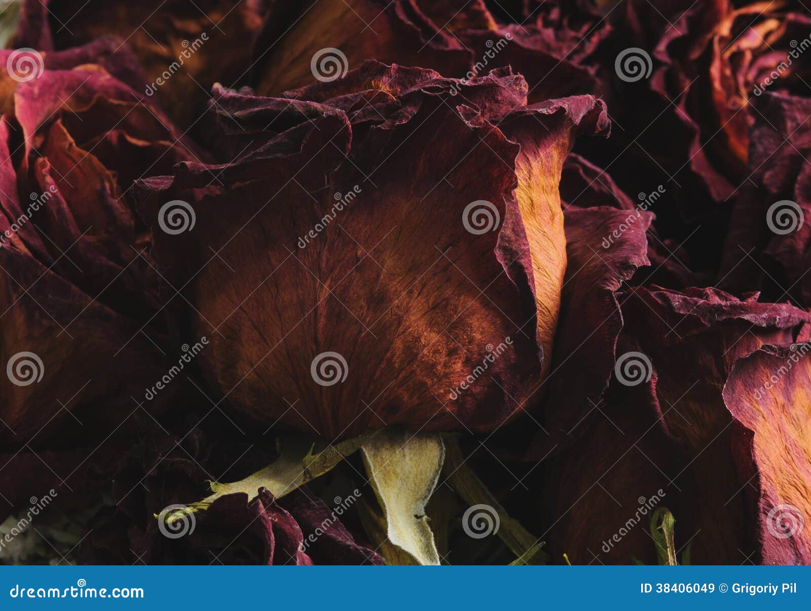 Dead roses. Background stock image. Image of plant, nature - 38406049