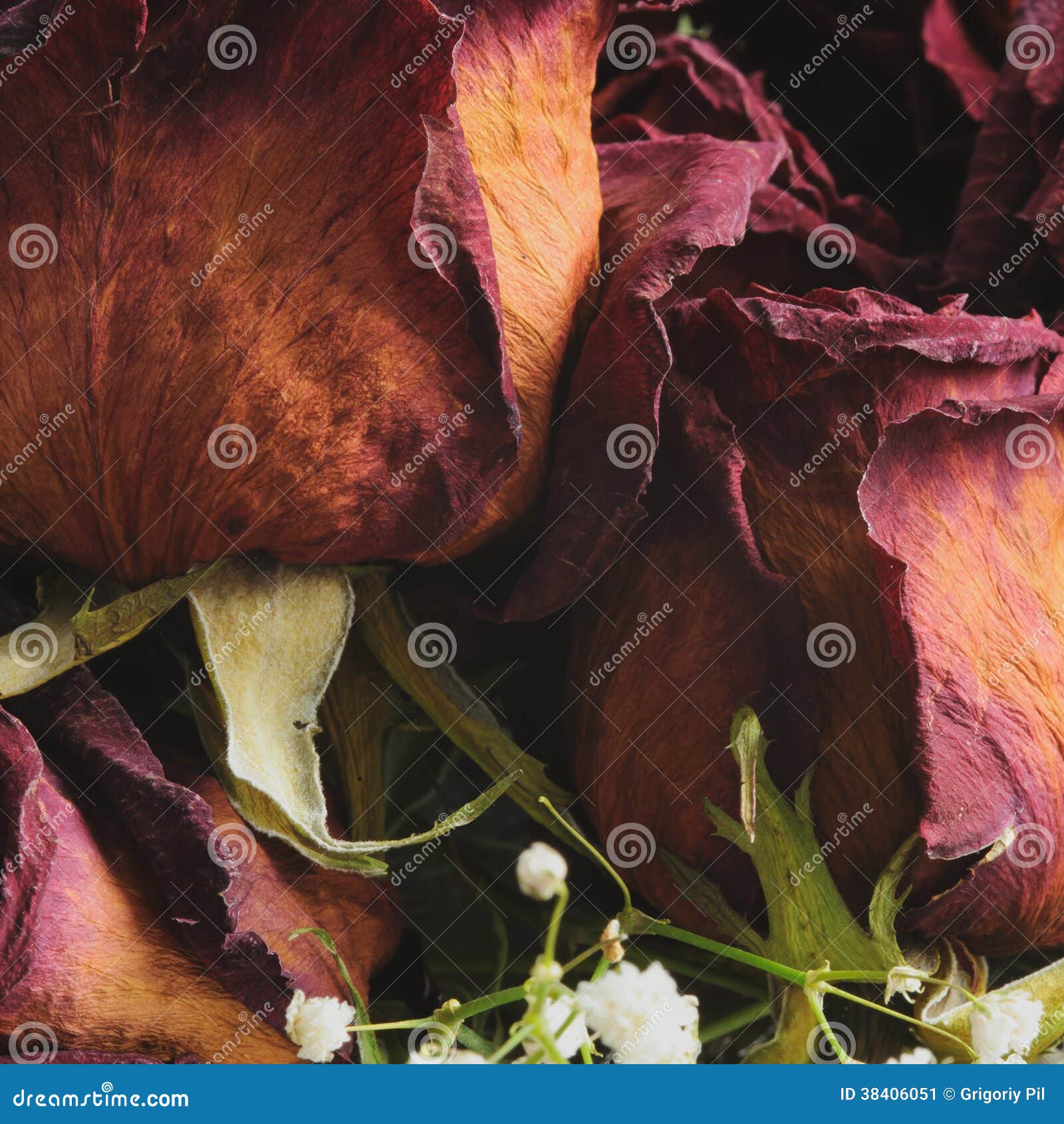Dead roses. Background stock image. Image of close, plant - 38406051
