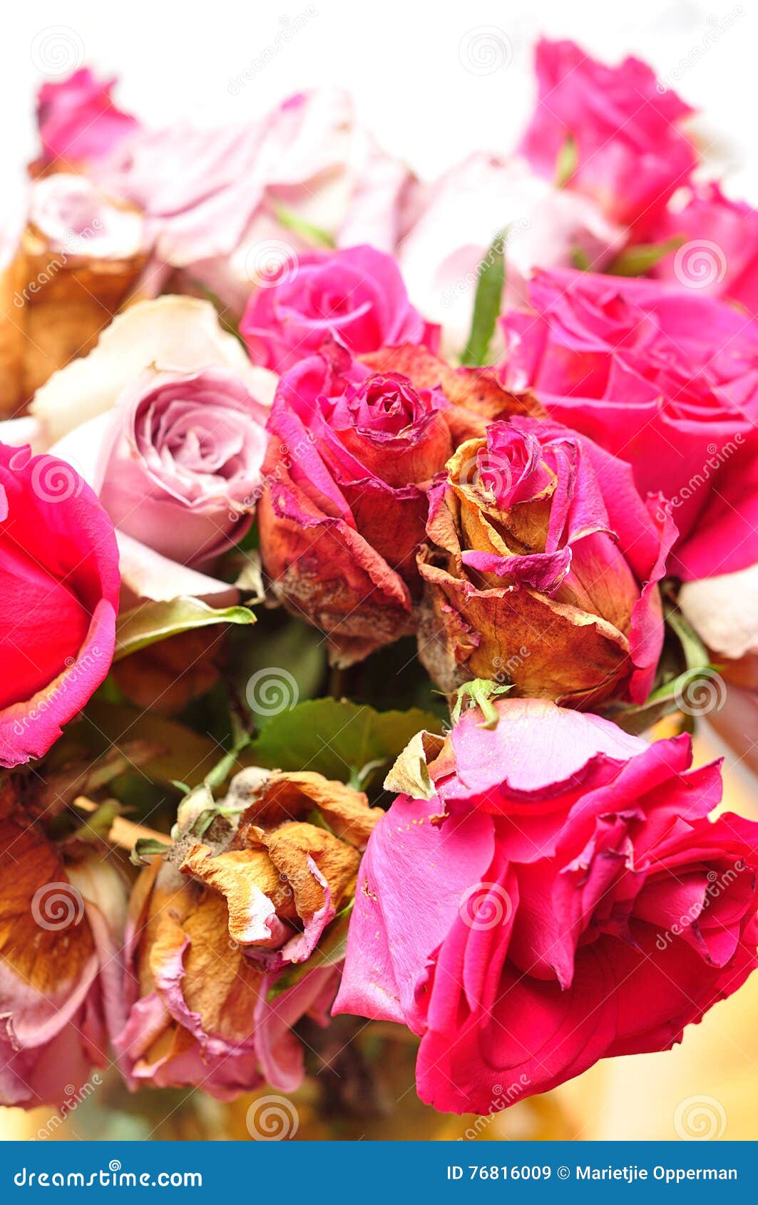Dead roses stock image. Image of roses, rose, flower - 76816009