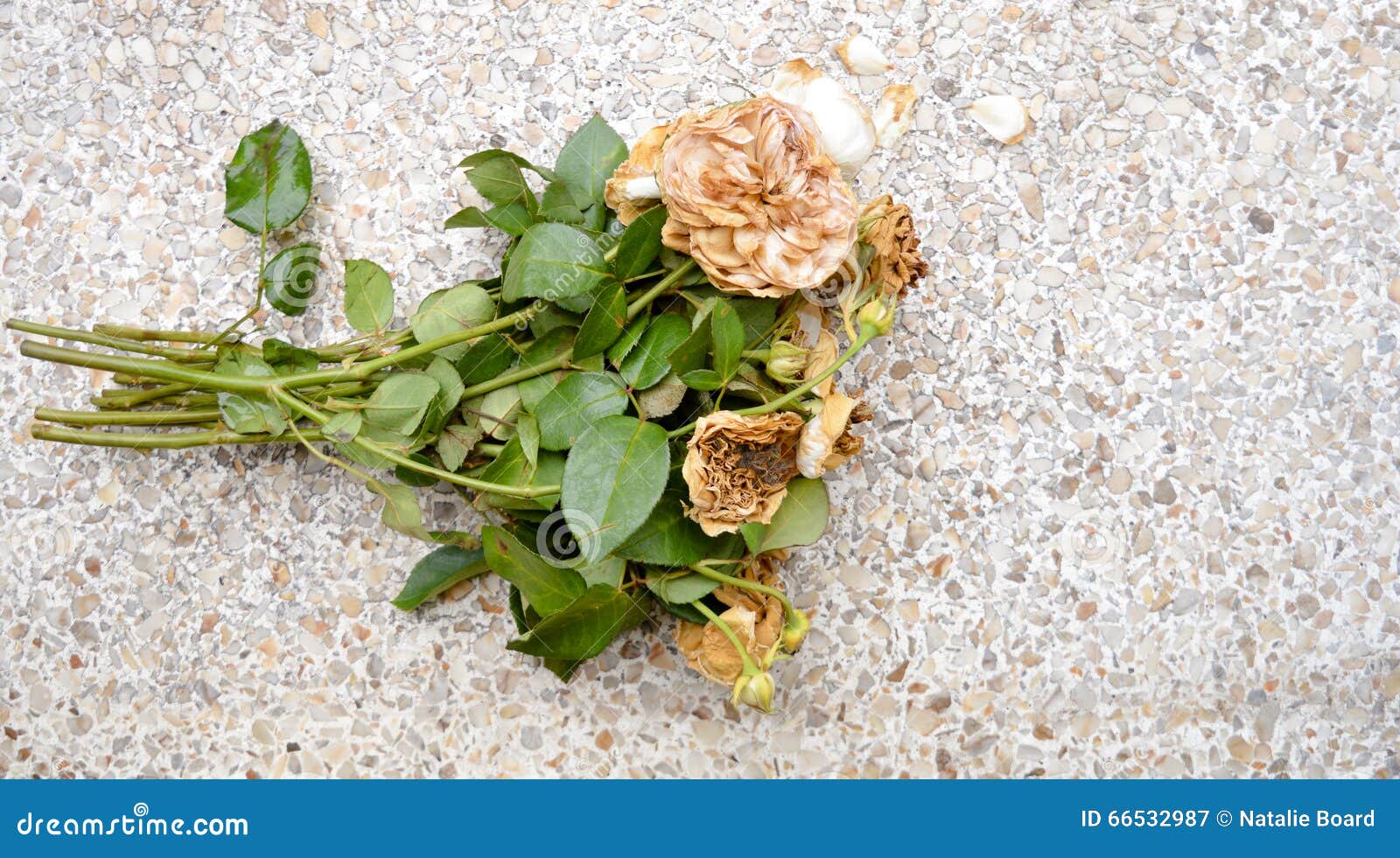 Dead roses stock image. Image of stems, fragile, concrete - 66532987