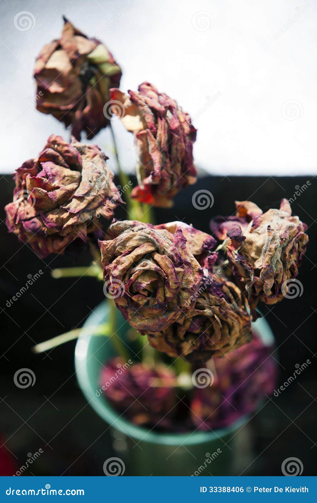 Dead roses stock photo. Image of abandoned, bouquet, bright - 33388406