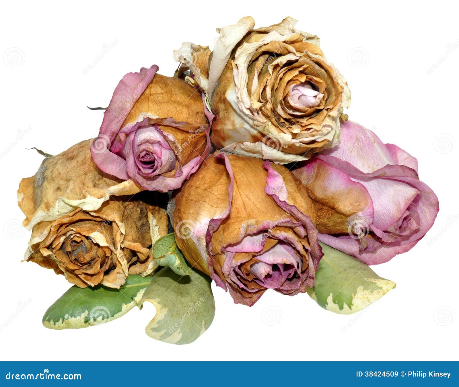 Dead Roses Isolated on White Stock Image - Image of dead, roses: 38424509