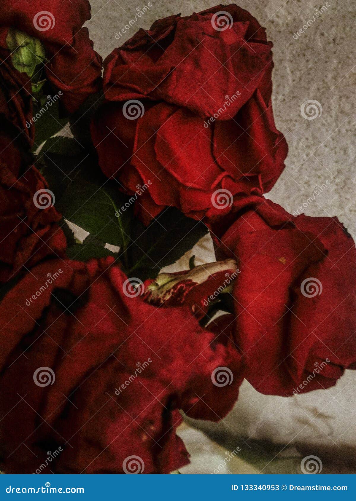 Dead roses editorial stock photo. Image of dried, roses - 133340953