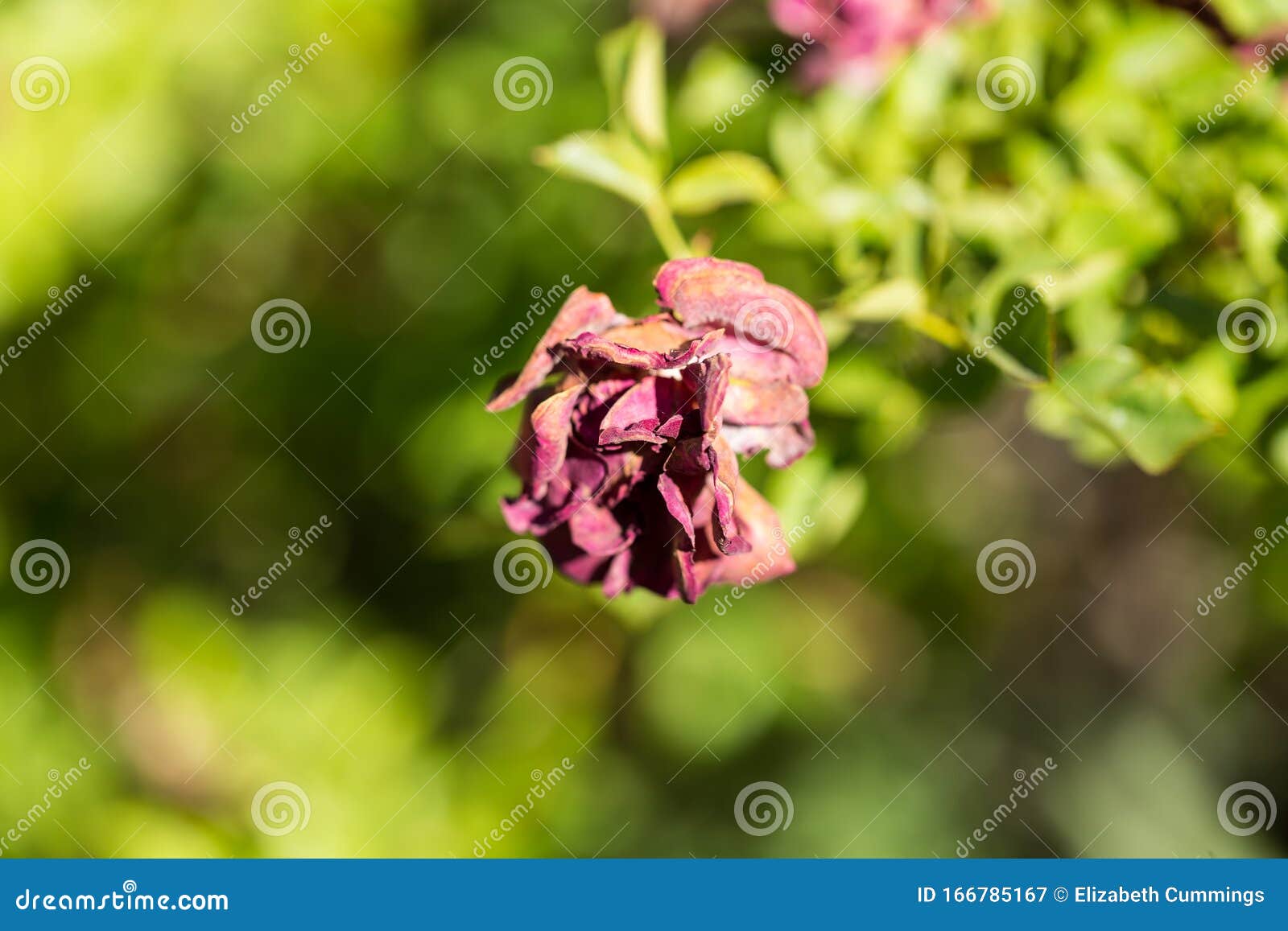 Dead Roses Still on the Bush Withered and Dried Stock Image - Image of ...