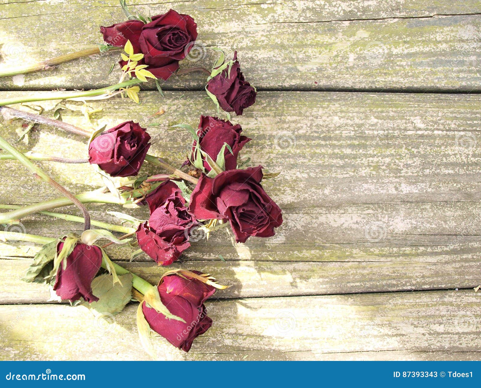 Dead roses on wood stock image. Image of roses, flowers - 87393343