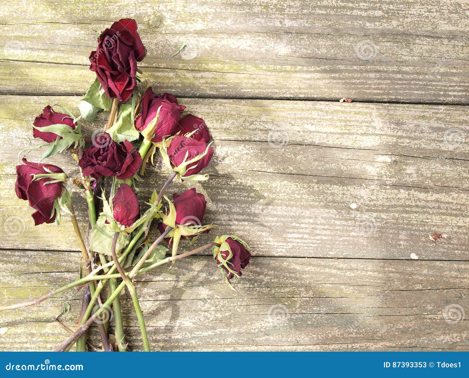Dead roses on wood stock image. Image of deck, color - 87393353