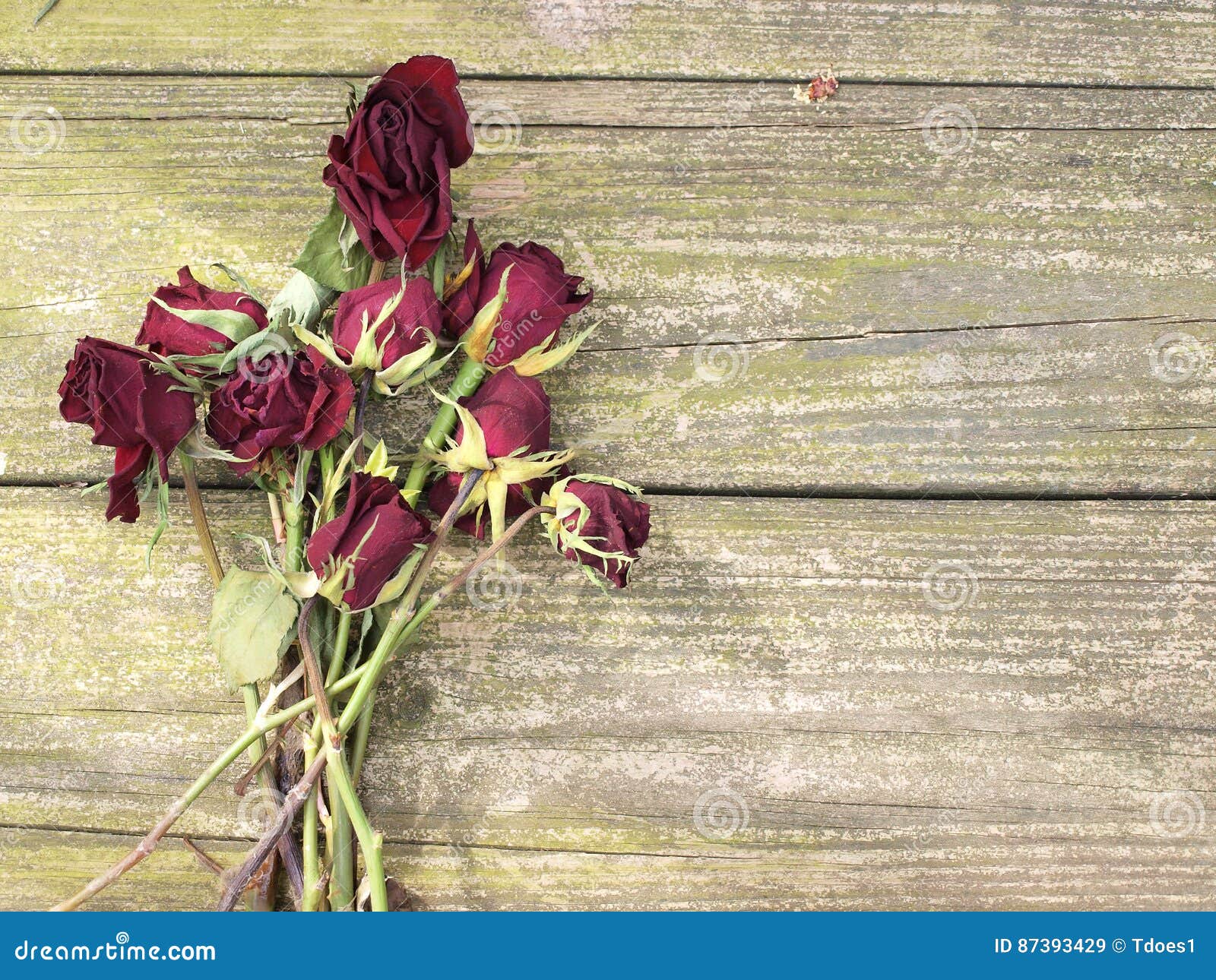 Dead roses on wood stock image. Image of dried, love - 87393429