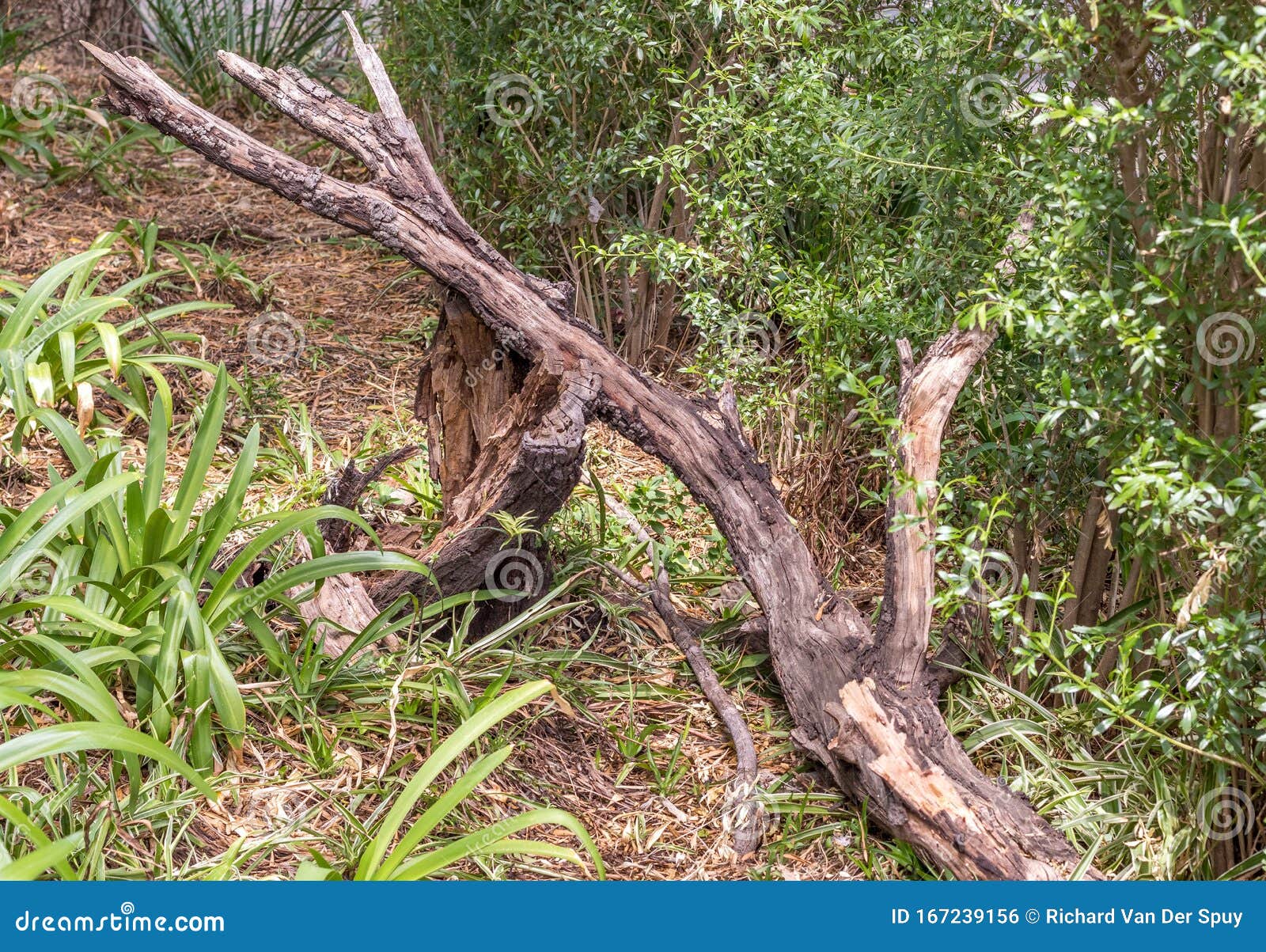 Fallen Rotten Tree in a Forest Stock Photo - Image of nature, lifespan ...