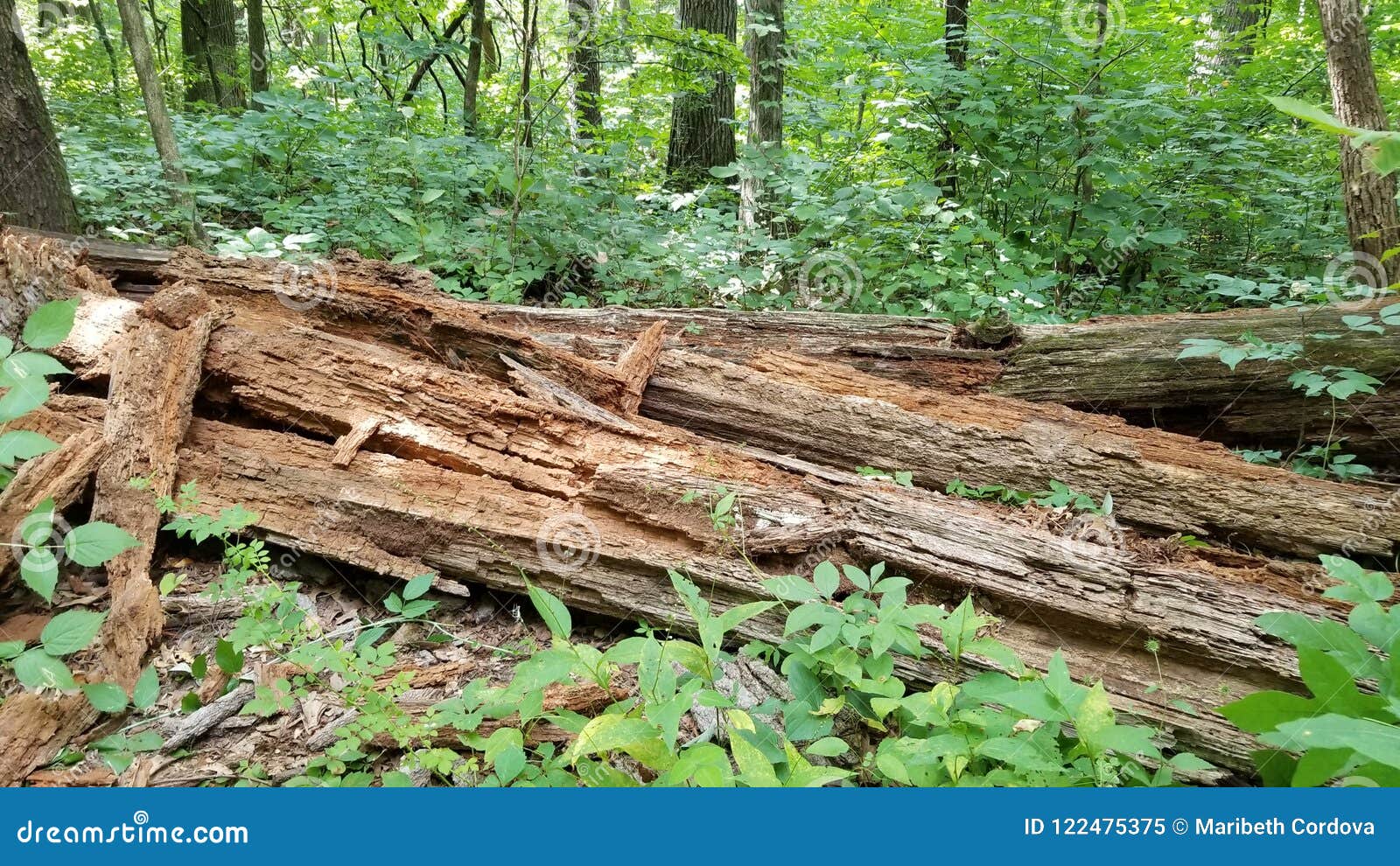 Dead rotten tree stock image. Image of green, hike, rots - 122475375