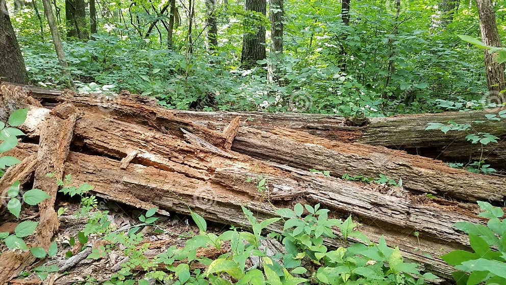 Dead rotten tree stock image. Image of green, hike, rots - 122475375