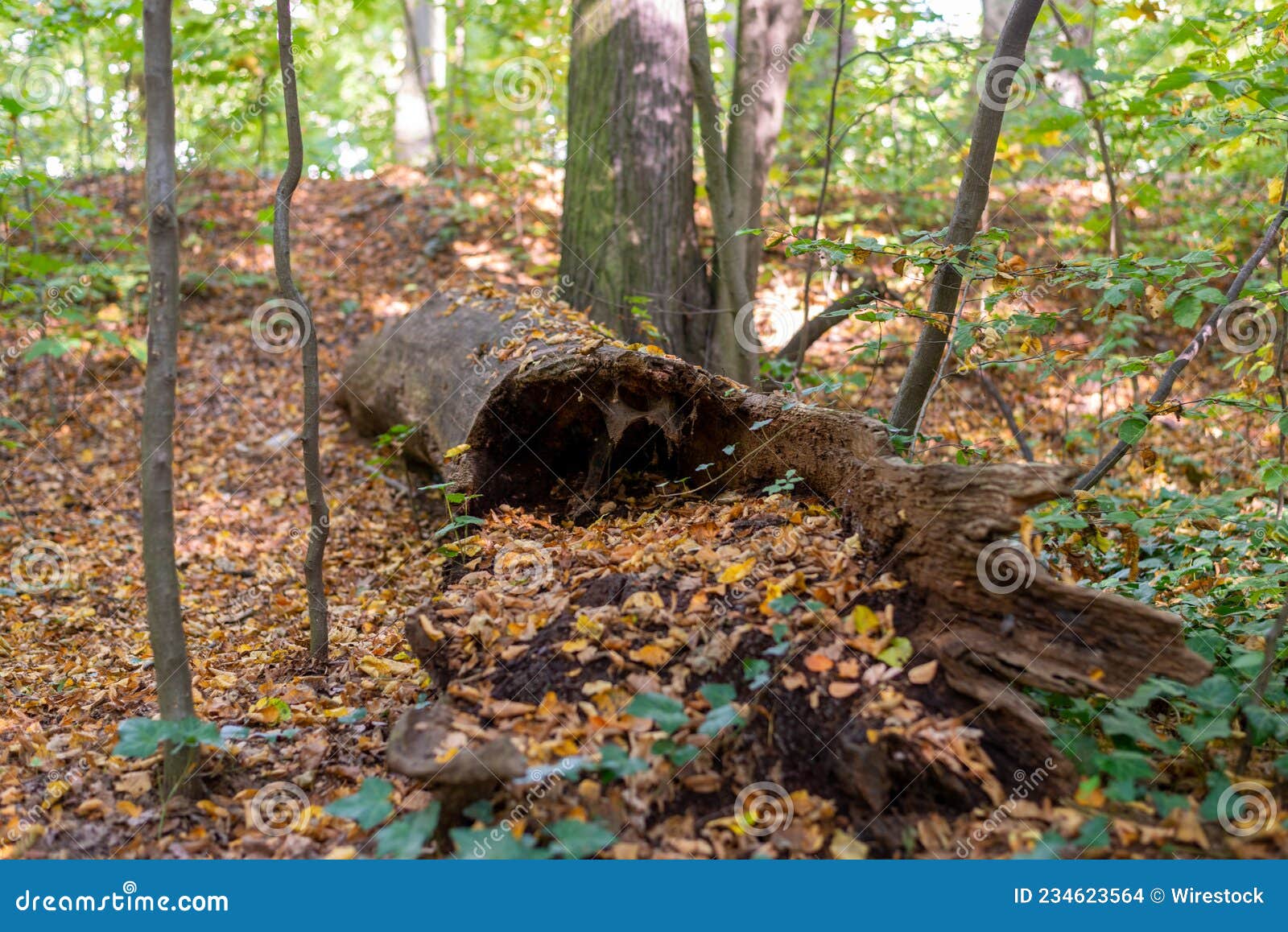 Dead Rotten Tree Trunk in the Middle of a Forest Covered with Small ...
