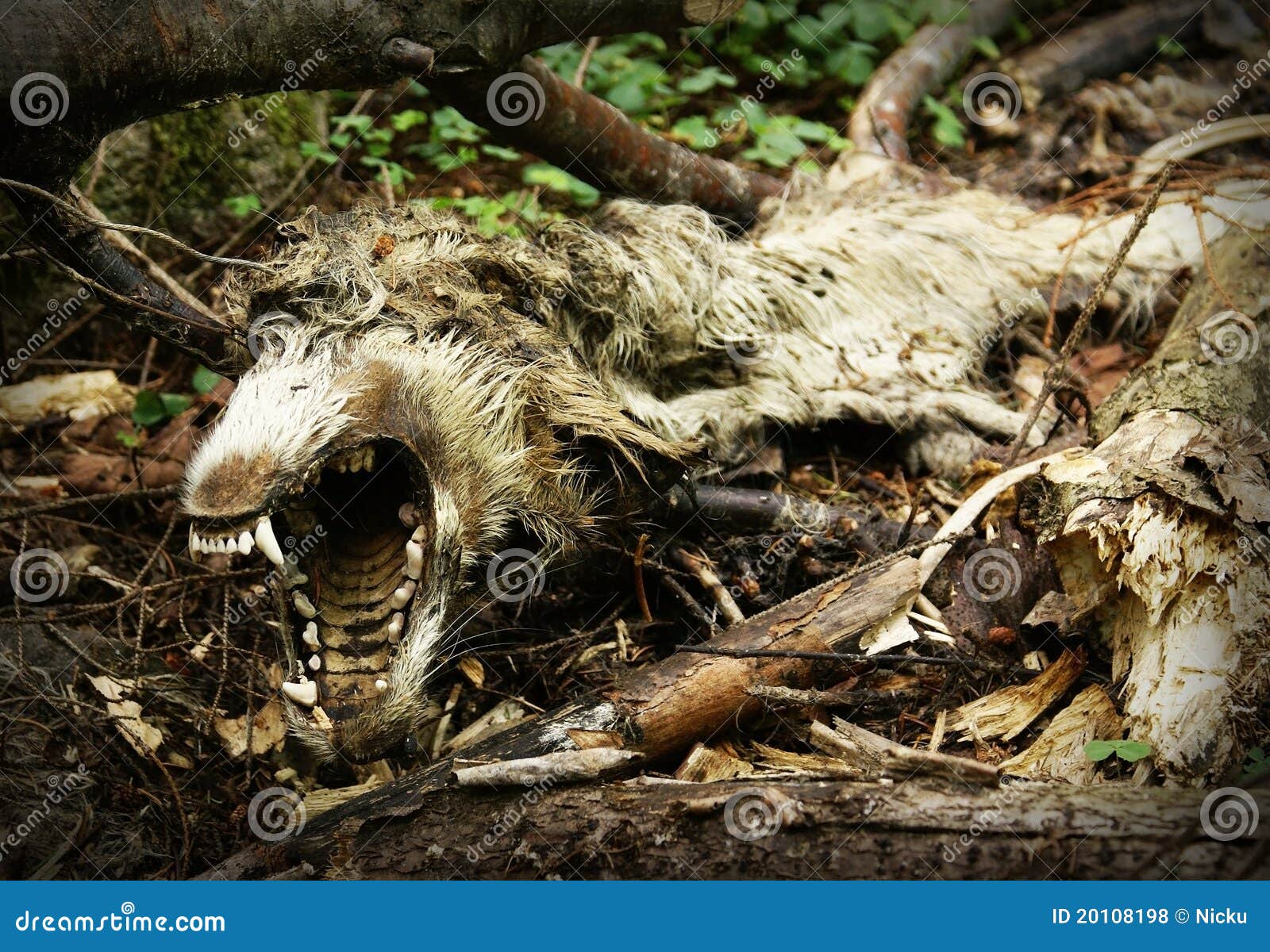 Dead rotting animal stock photo. Image of ground, teeth - 20108198