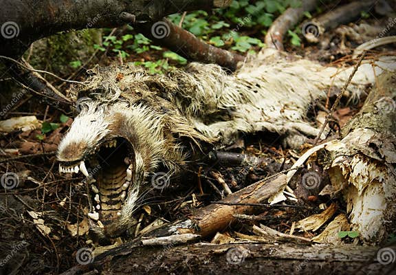 Dead rotting animal stock photo. Image of ground, teeth - 20108198