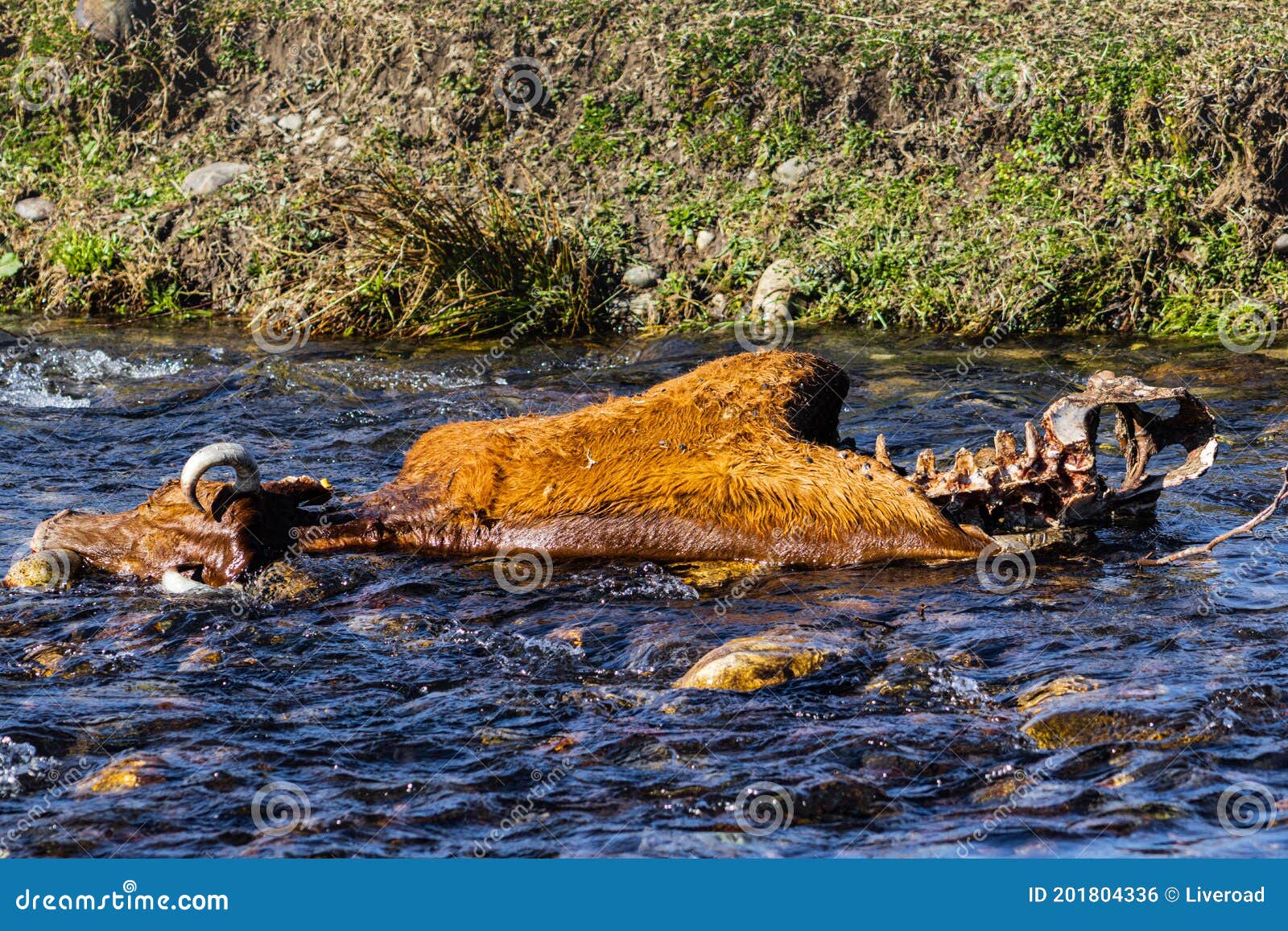 A Dead Rotting Cow Lying in the Middle of a Small River, Georgia. Stock ...