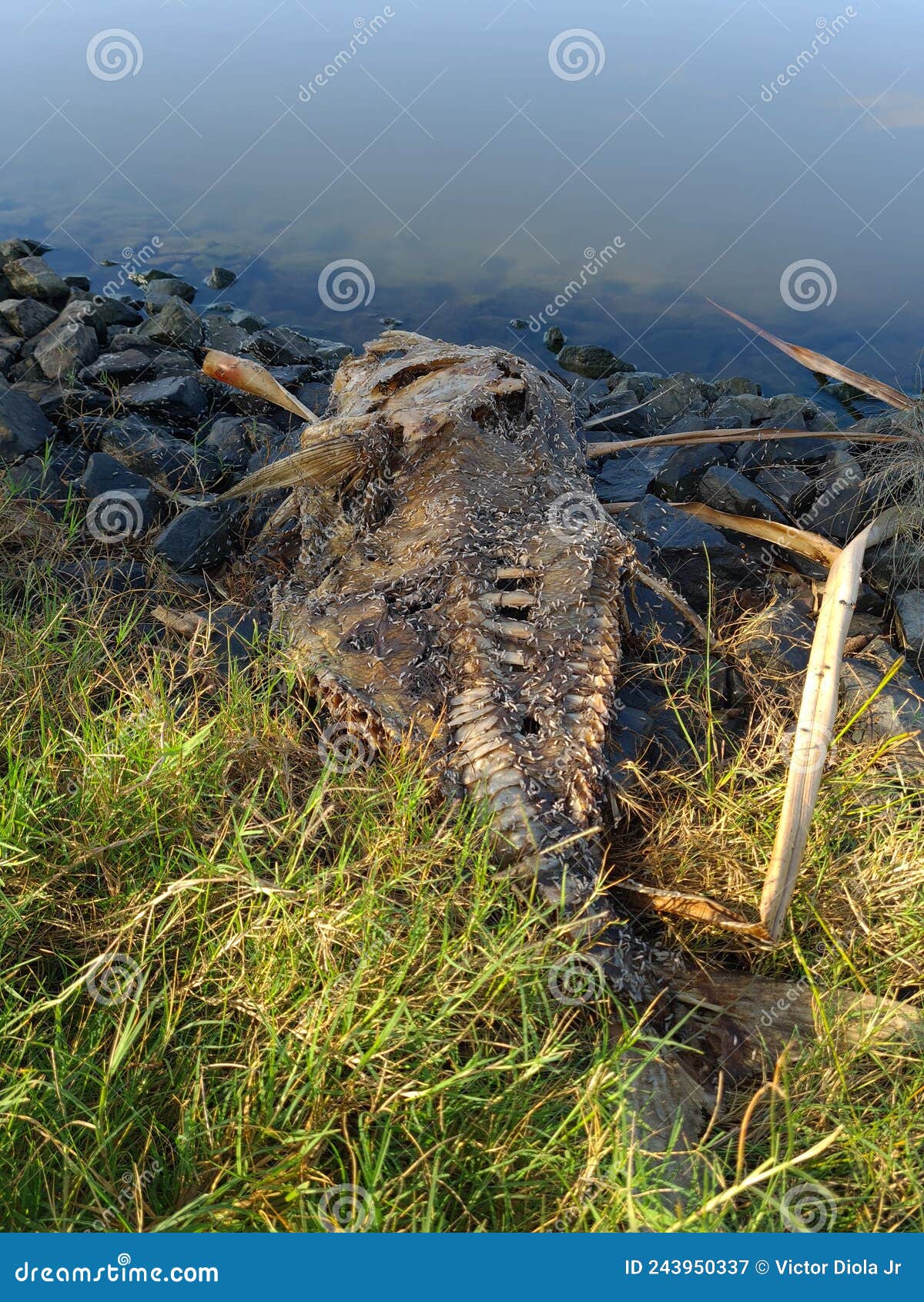 Dead Rotting Large Fish stock image. Image of water - 243950337