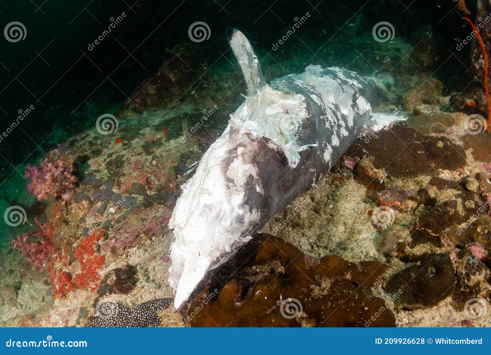 Dead, Rotting Reef Shark on a Coral Reef Recently Hit by Blast Fishing ...