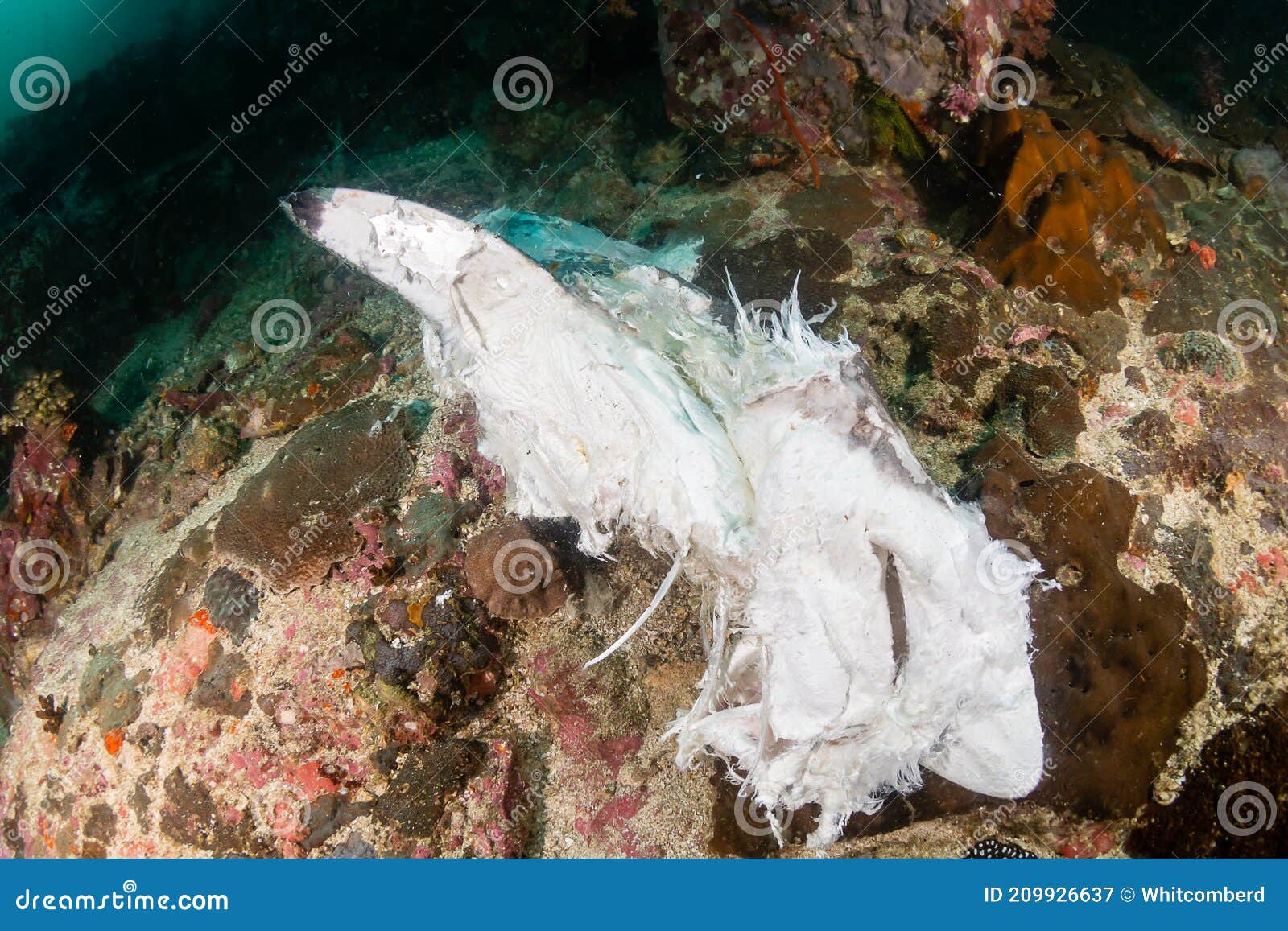 Dead, Rotting Reef Shark on a Coral Reef Recently Hit by Blast Fishing ...