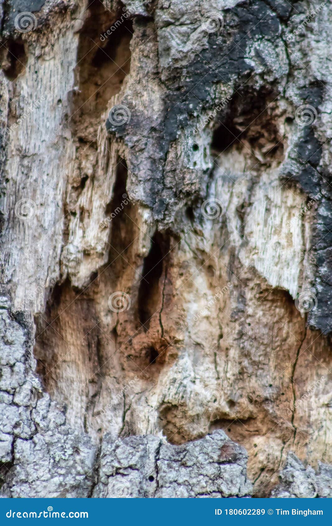 Dead and Rotting Tree with Holes Stock Image - Image of rotten, brown ...