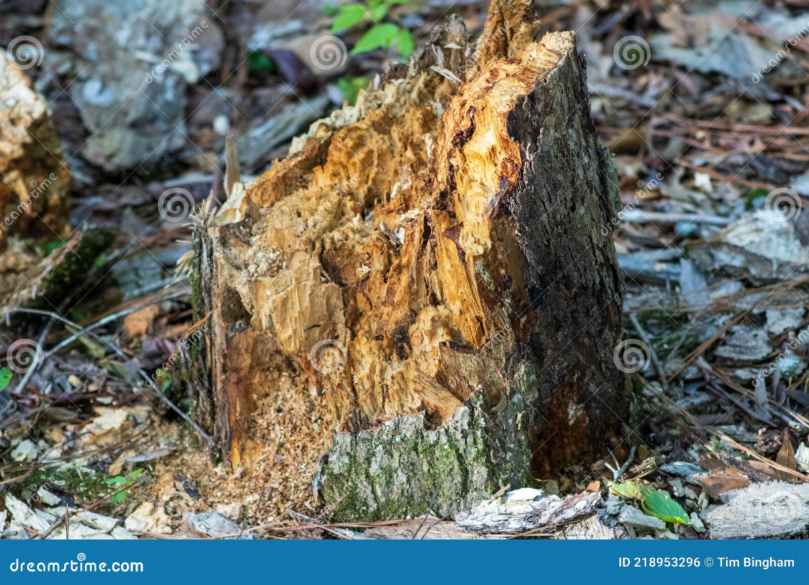 Dead, Rotting Reef Shark On A Coral Reef Recently Hit By Blast Fishing ...