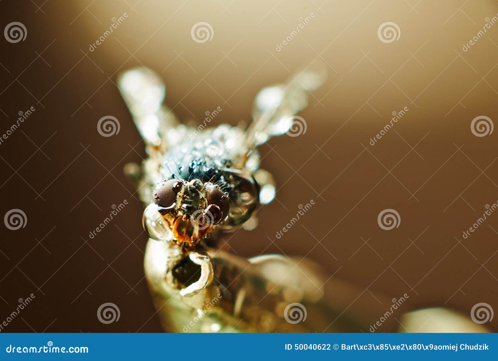 Dead sad fly stock photo. Image of macro, corpse, water - 50040622