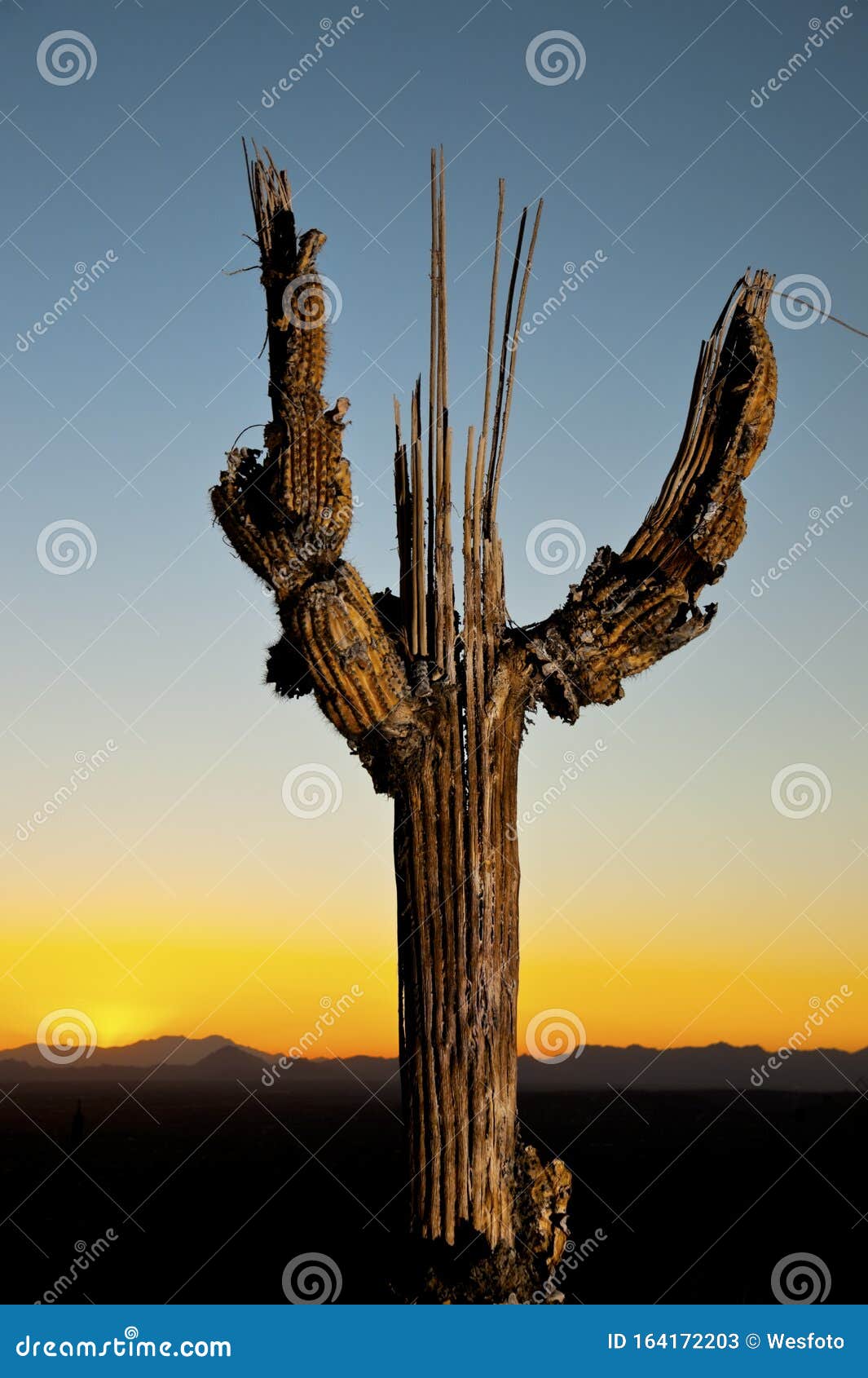 Dead Saguaro at Sunset stock image. Image of saguaro - 164172203
