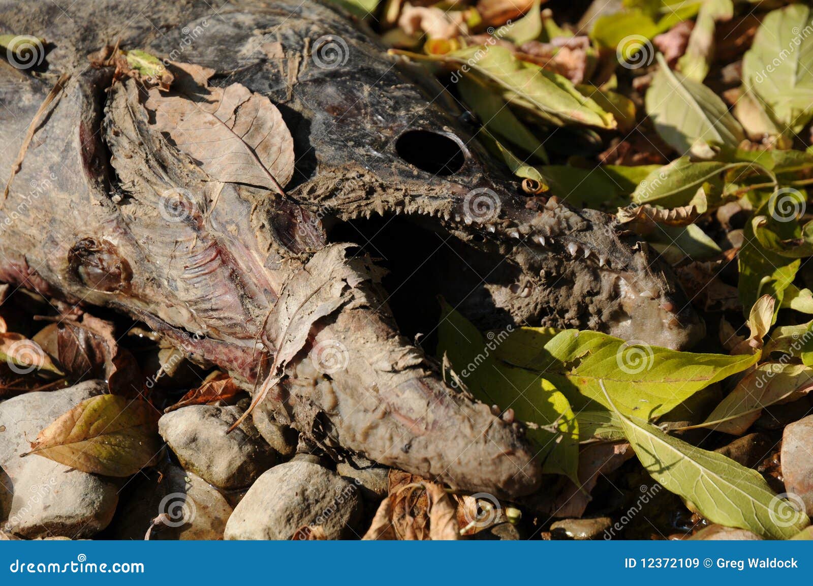 Dead Salmon stock image. Image of fishing, dead, rotten - 12372109