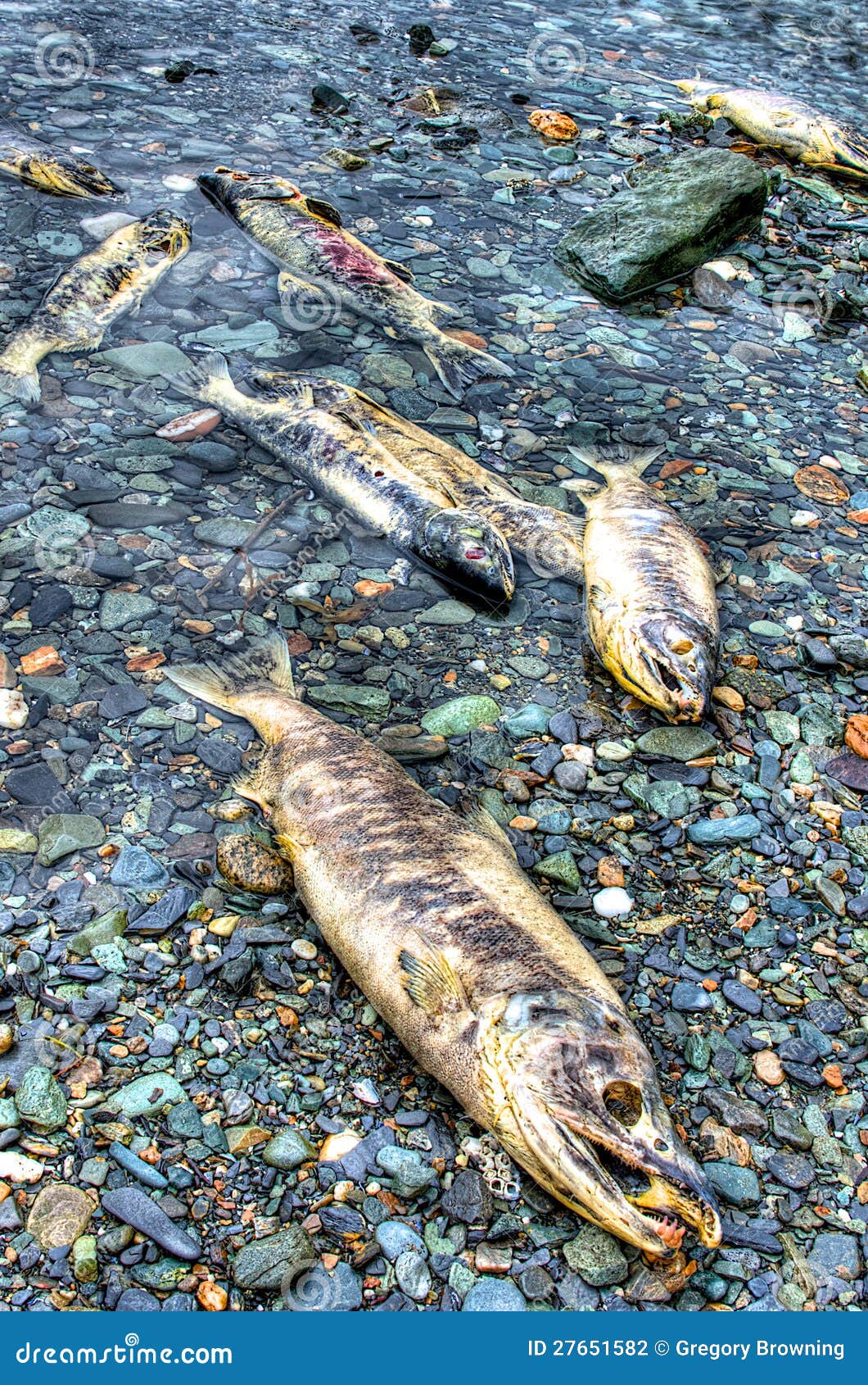 Dead Salmon stock photo. Image of death, wildlife, salmon - 27651582
