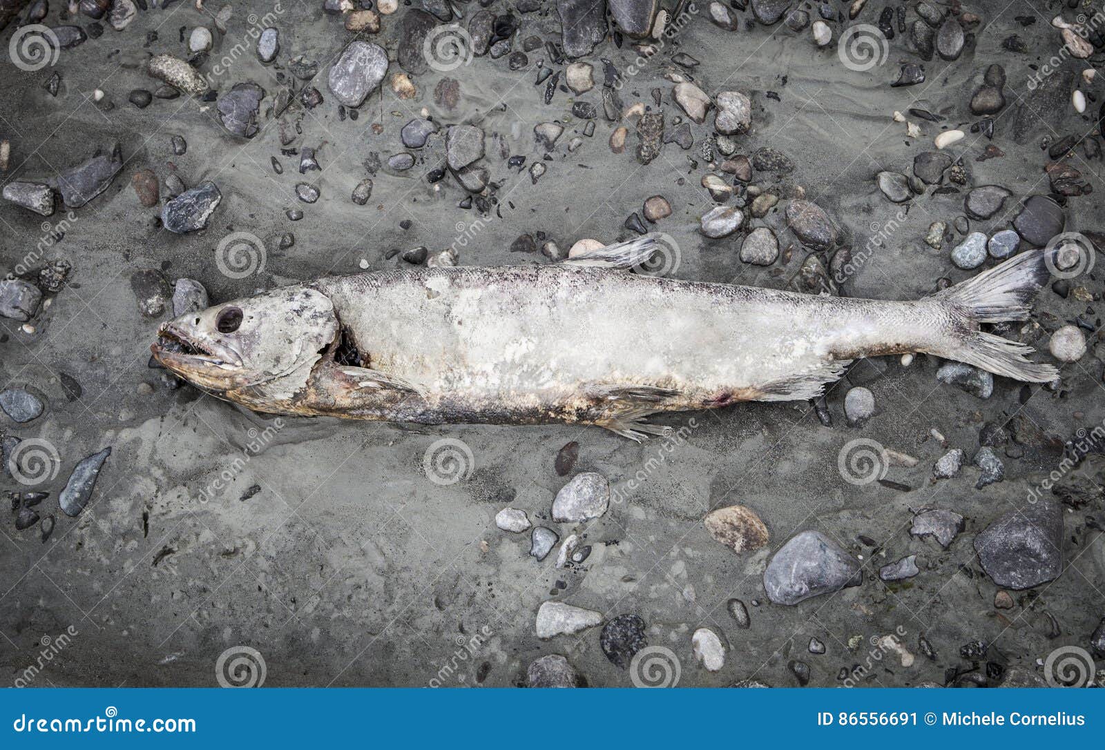 Dead salmon on beach stock image. Image of fish, southeast - 86556691