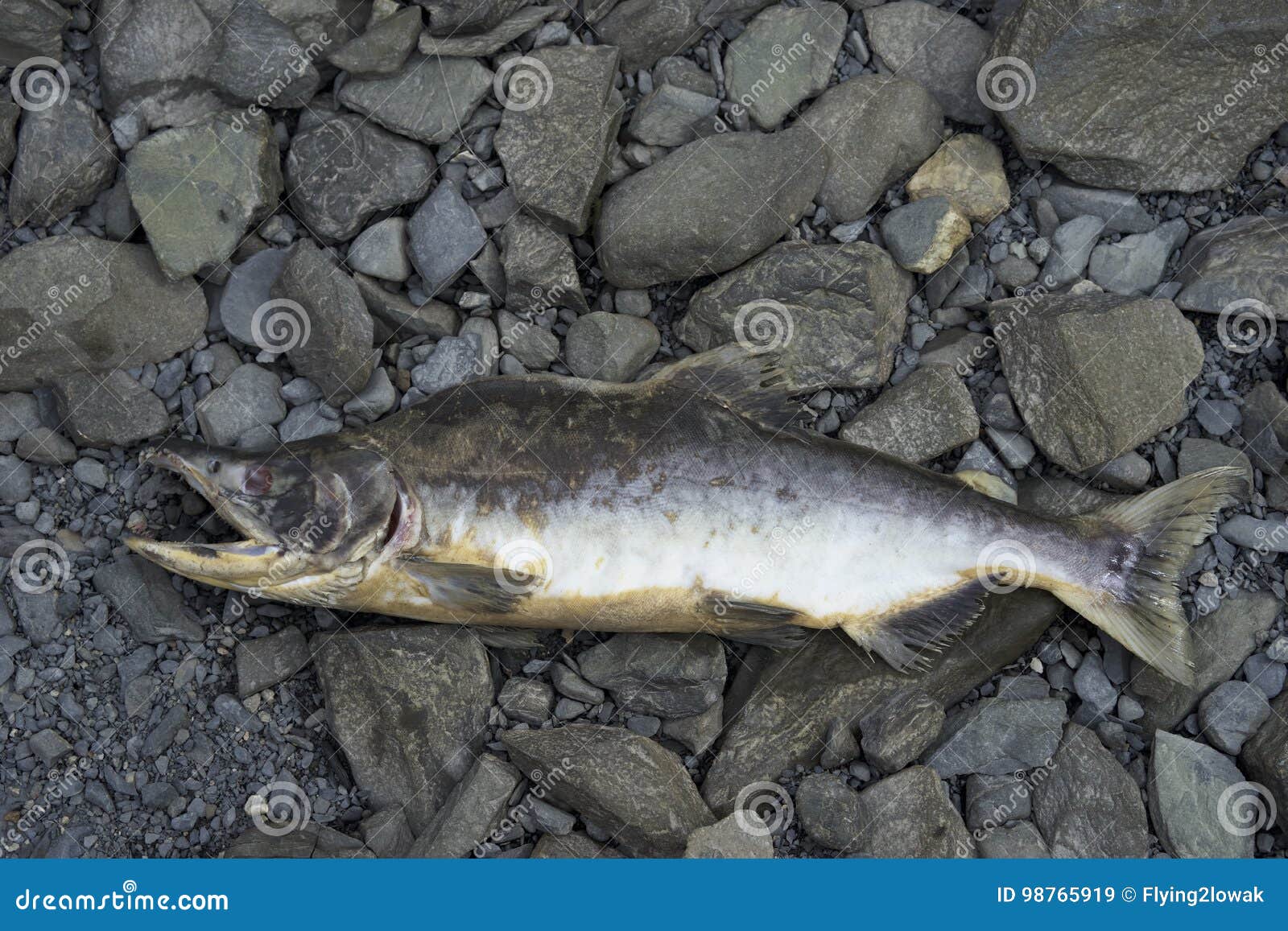 Dead Salmon on the Beach stock image. Image of alaska - 98765919